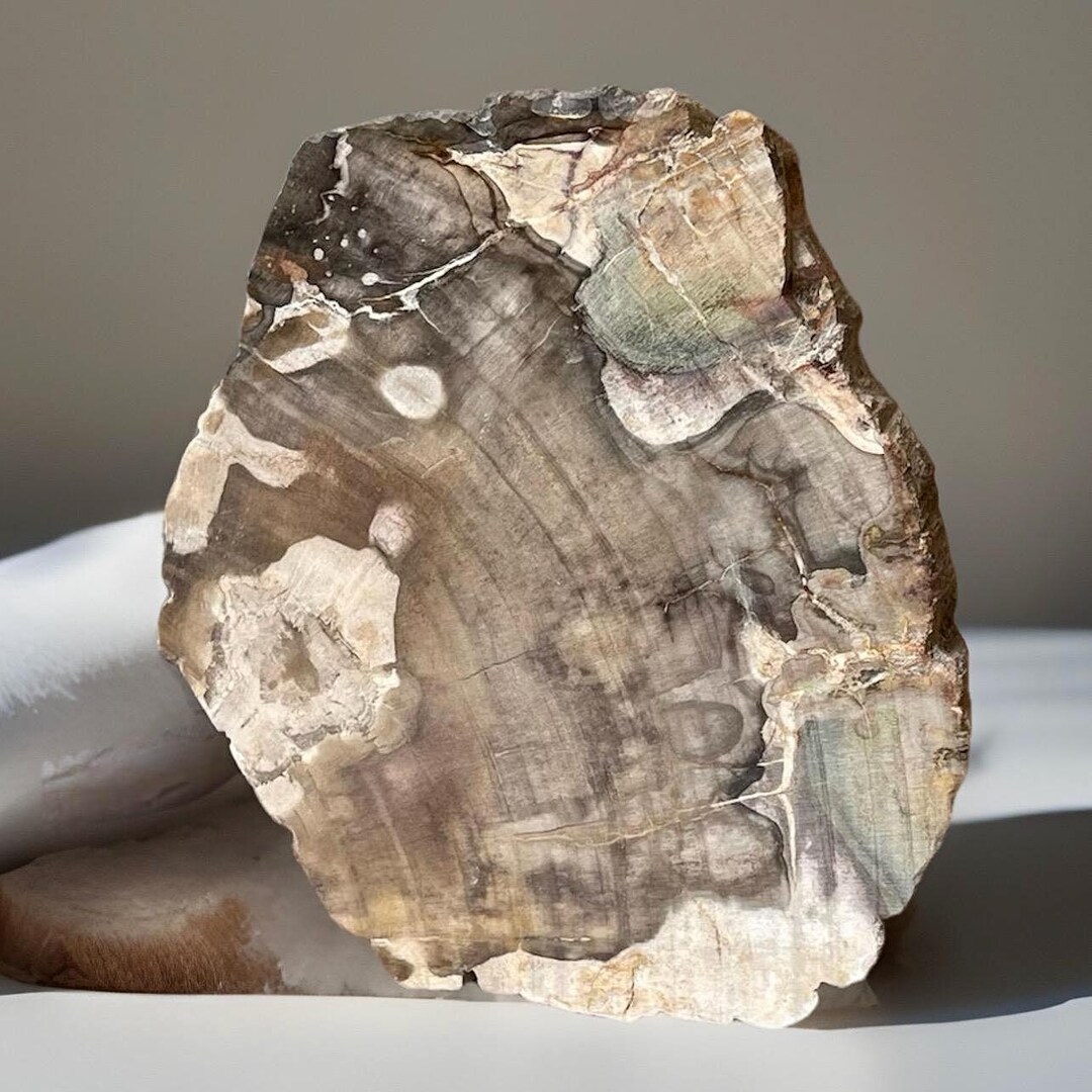 Petrified Wood Slab • Agatized Wood Crystal Slice • AAA Grade Crystal ...
