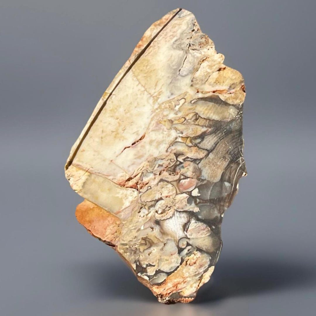 Fossil Jasper Slab - Mexican Fossiliferous Chalcedony - Lapidary Slab ...