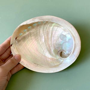 Natural White Abalone Shells Crystal Displays, Large Abalone Shell Dish ...