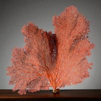 Natural White Coral Real Coral Tree Coastal Home Decor Coral Reef Ocean ...