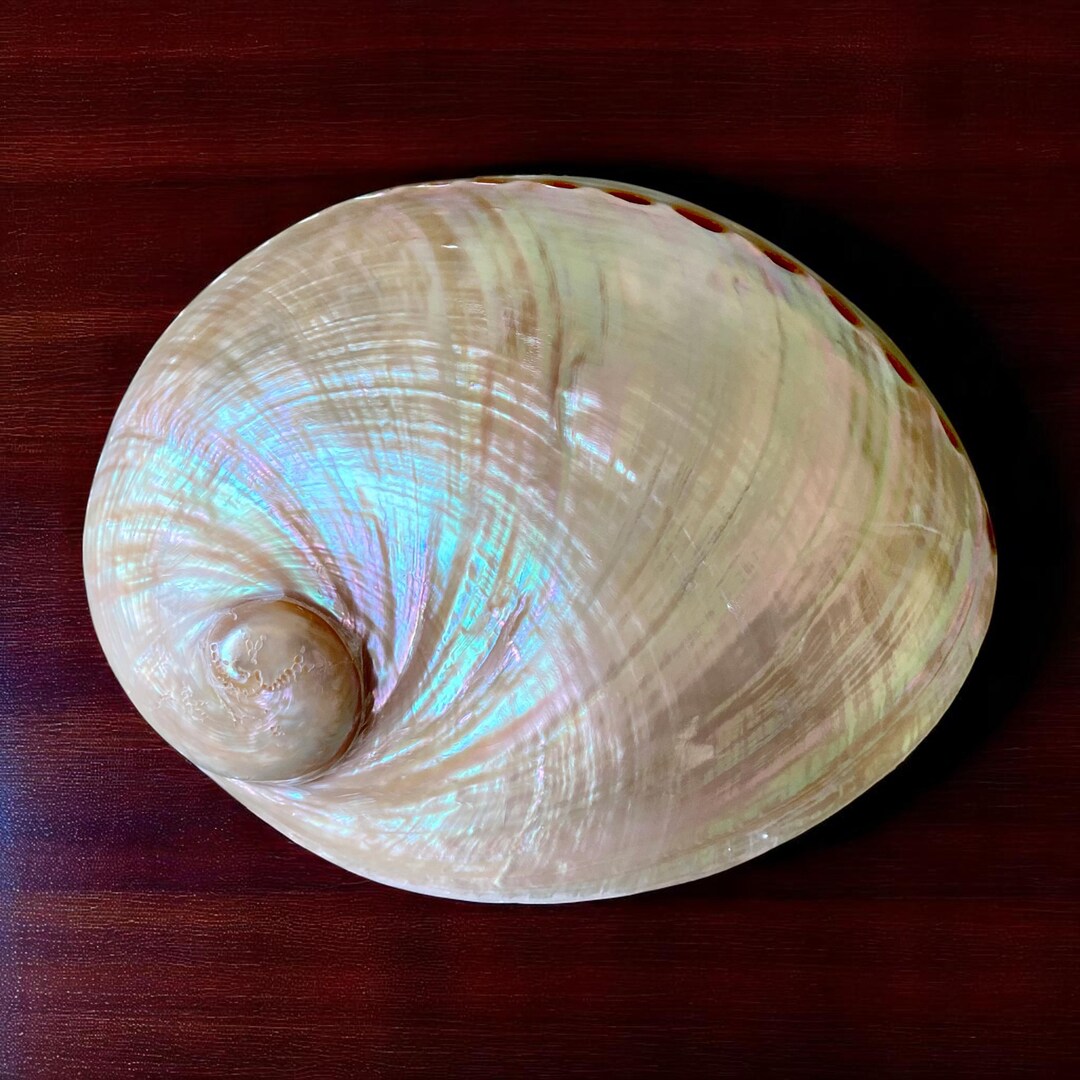 Natural White Abalone Shells Crystal Displays, Large Abalone Shell Dish ...