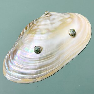 Simple Giant Mother of Pearl Seashell Dish, Decorative Collectible ...