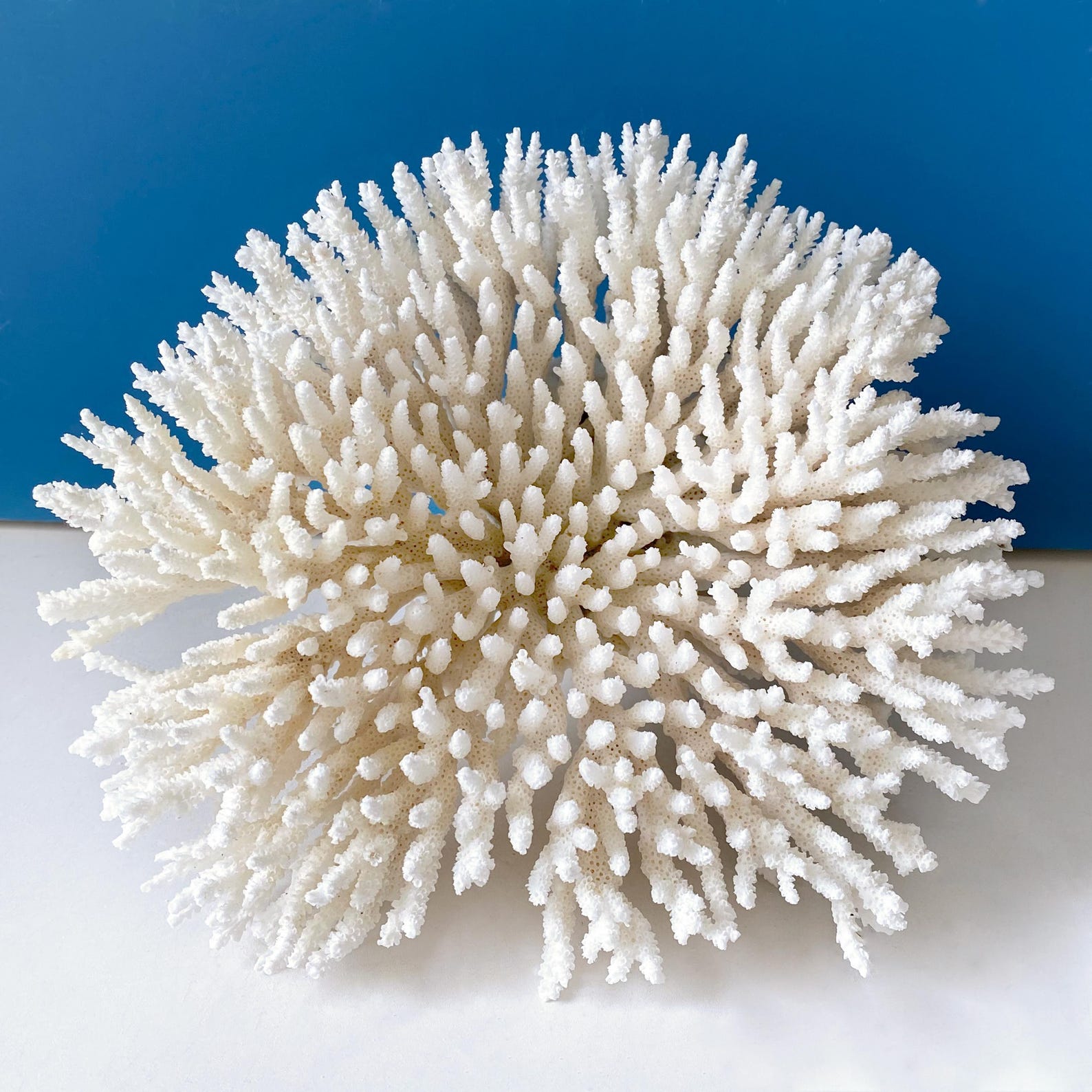 LARGE Beautiful White Coral Decor, Real Coral Ocean for Home Decor ...