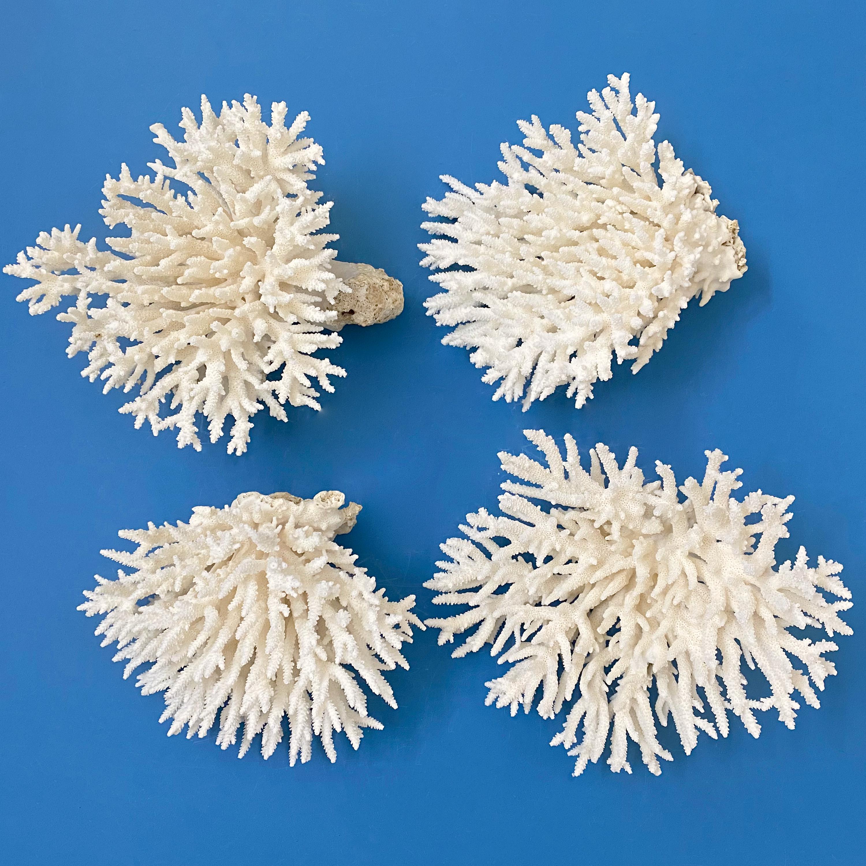 LARGE Beautiful White Coral Decor, Real Coral Ocean for Home Decor ...