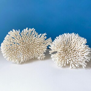 LARGE Beautiful White Coral Decor, Real Coral Ocean for Home Decor ...