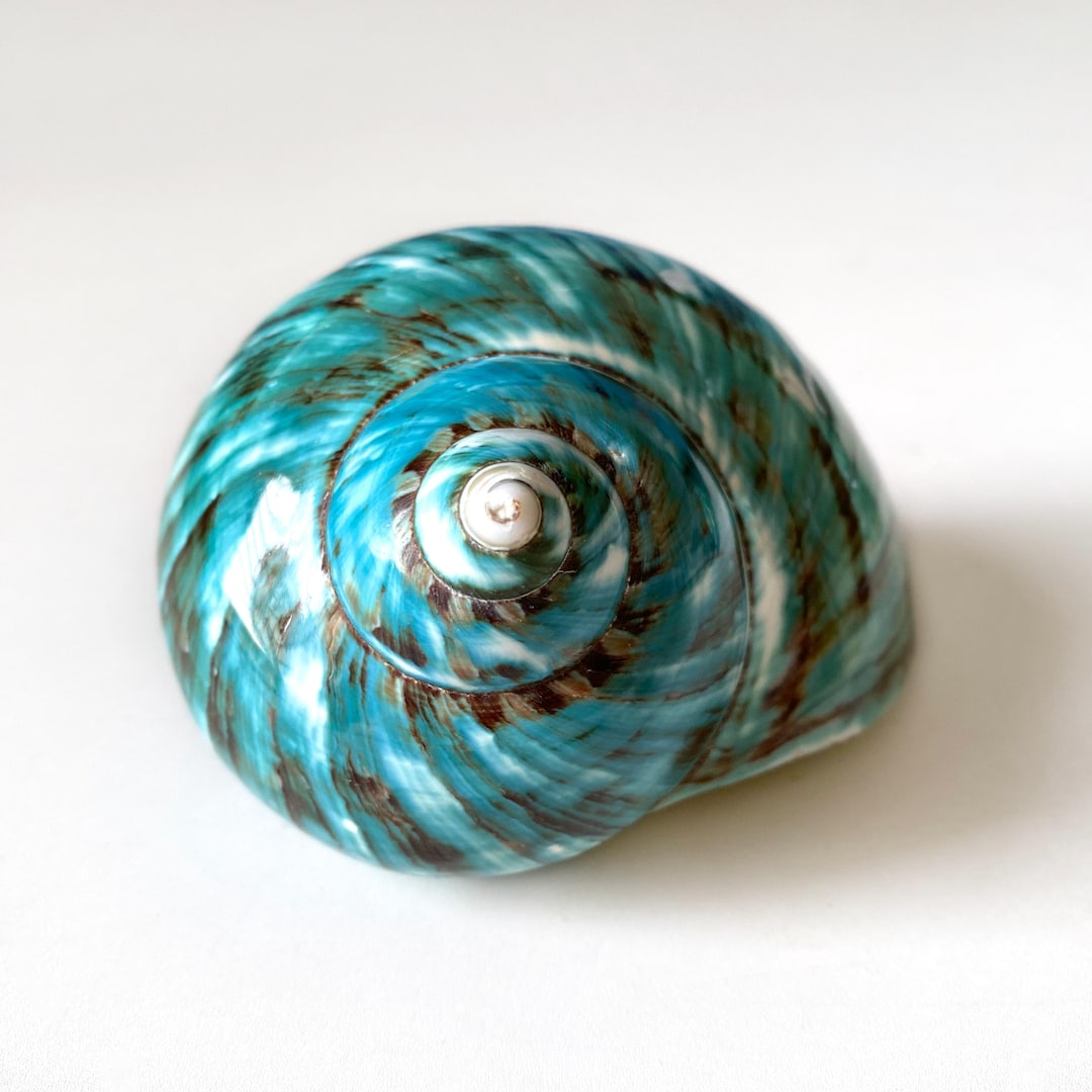 Natural Green Jade Turbo Shell Snail, Snail Shell, Big Spiral Shell ...