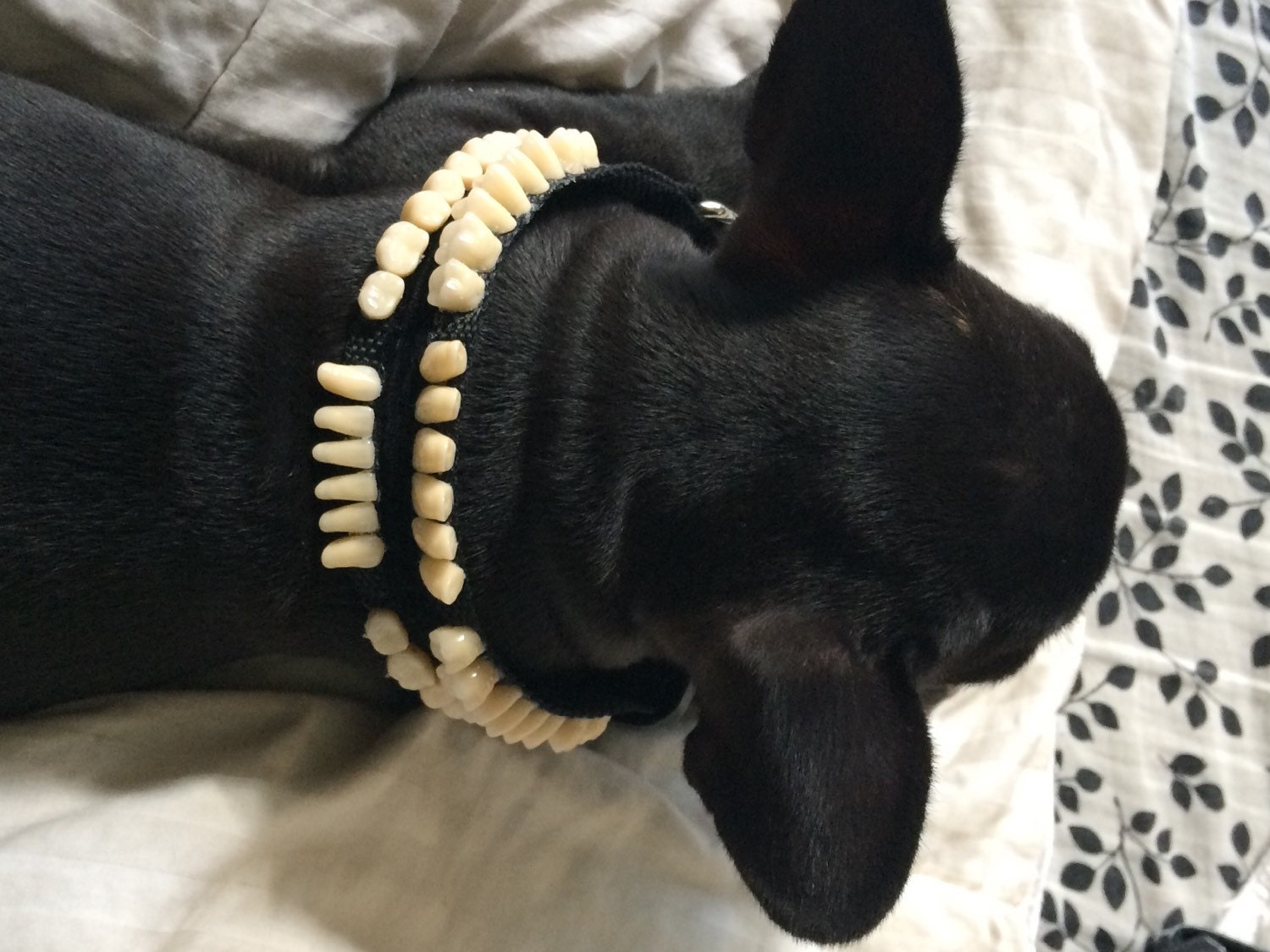 Teeth Dog Collar - Etsy