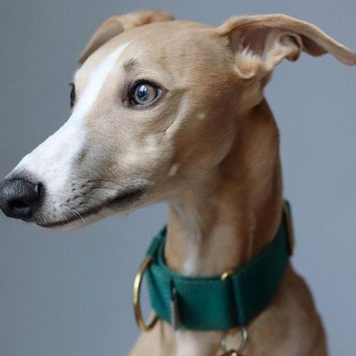Emerald 'atacama' Whippet Greyhound Italian Lurcher - Etsy