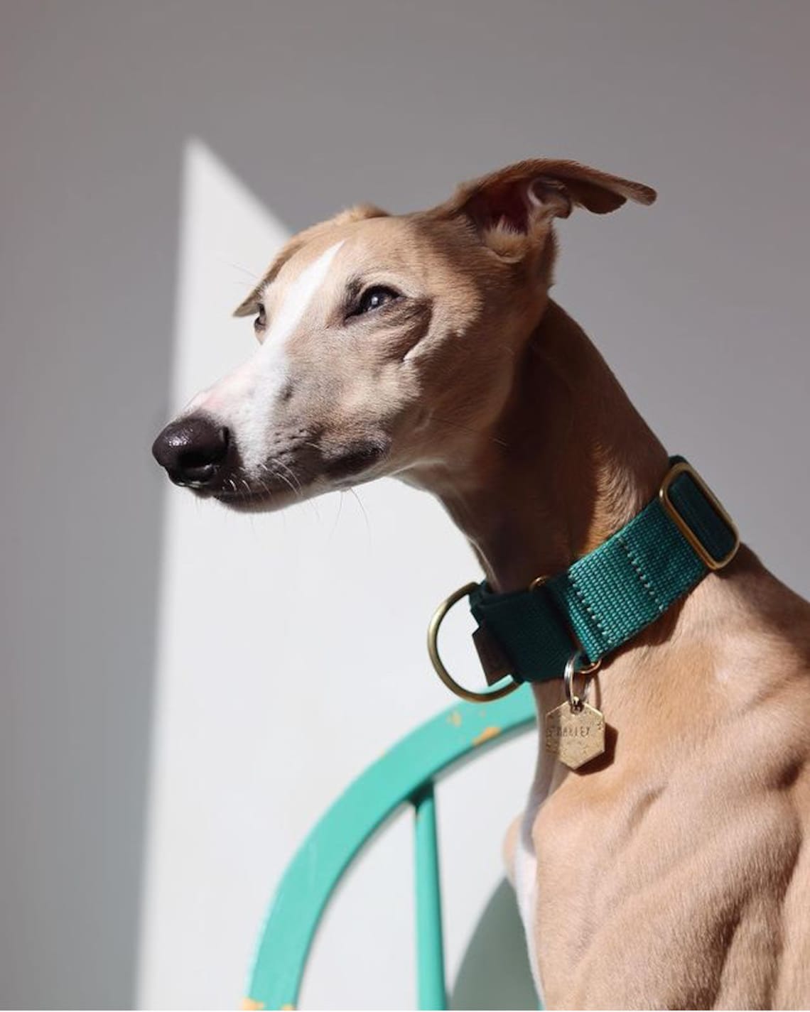 Emerald 'atacama' Whippet Greyhound Italian Lurcher Sighthound ...