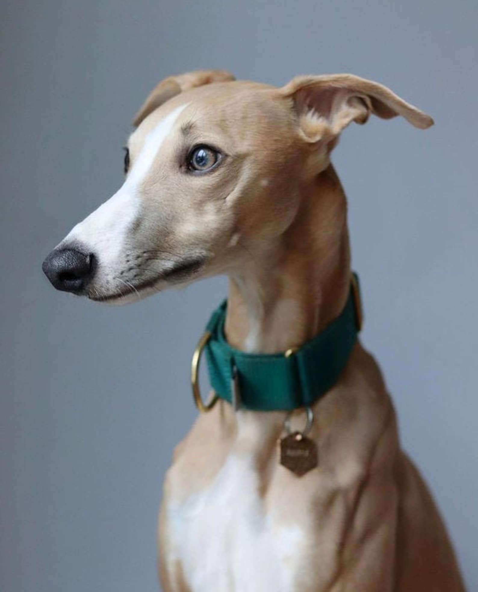 Emerald 'atacama' Whippet Greyhound Italian Lurcher Sighthound ...