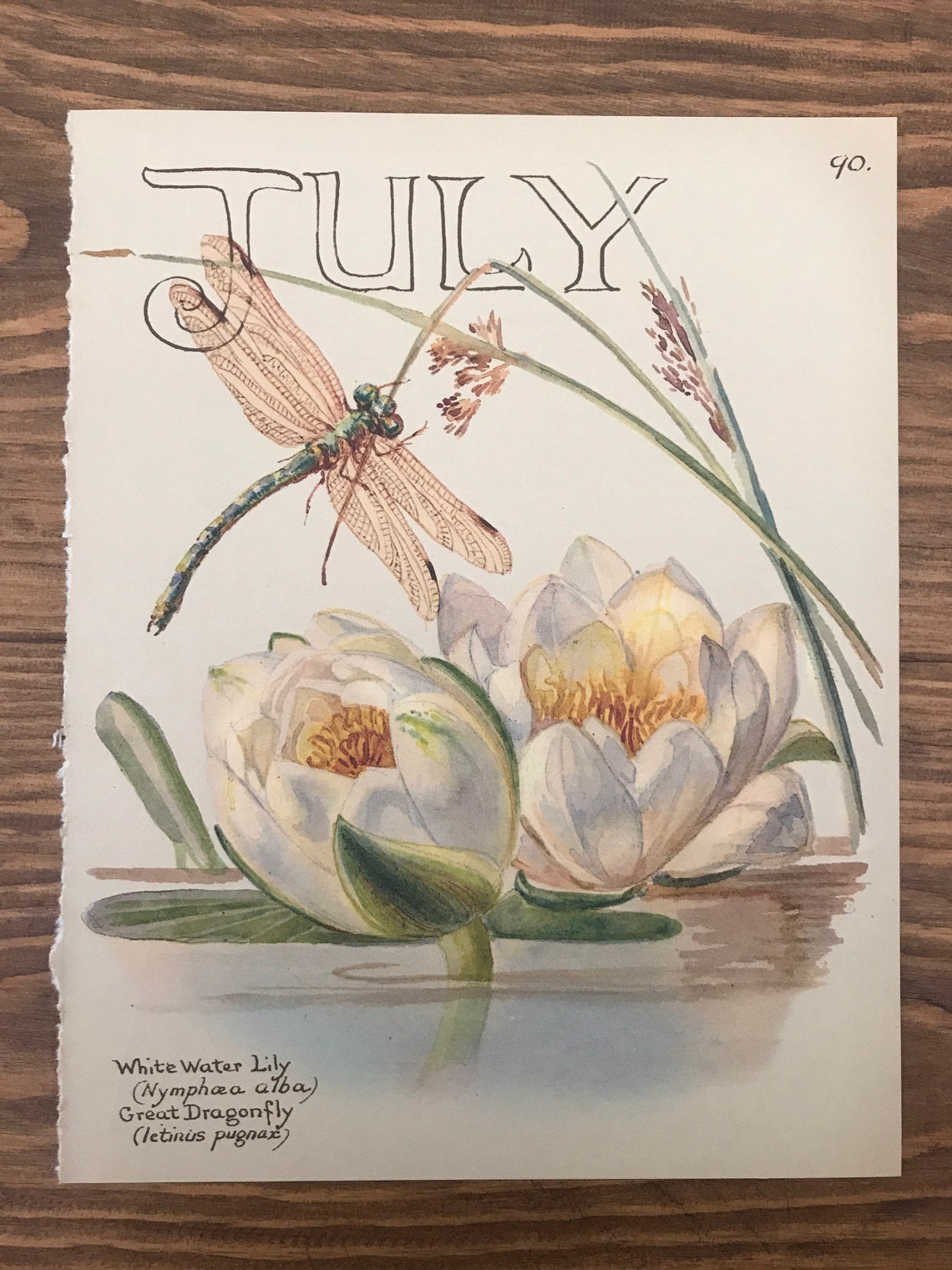 July Vintage Botanical Book Page Water Lily Dragonfly | Etsy