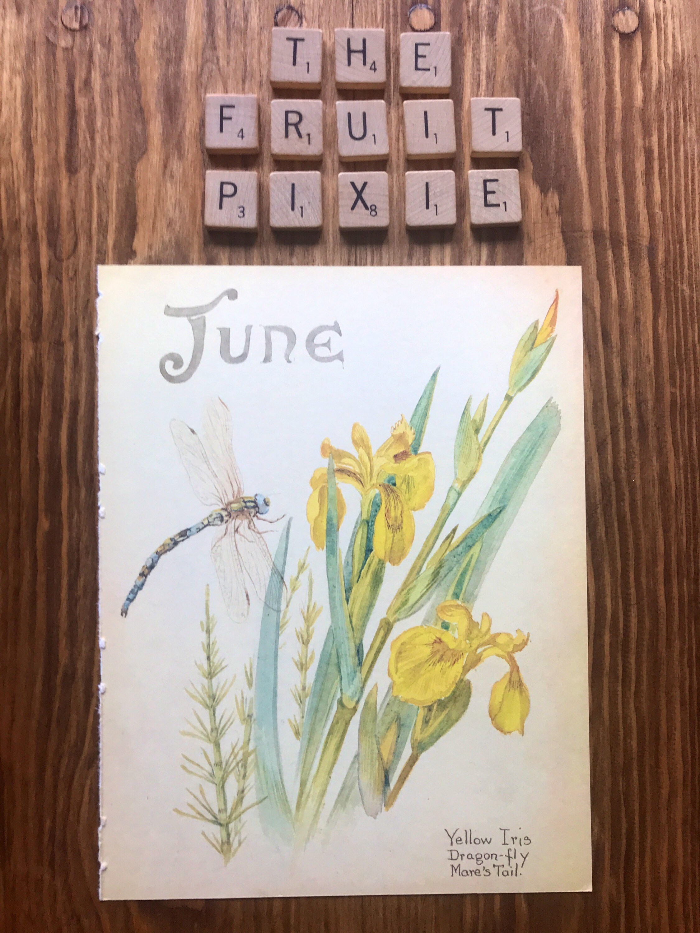 June Vintage Botanical Book Page Yellow Iris Dragonfly | Etsy
