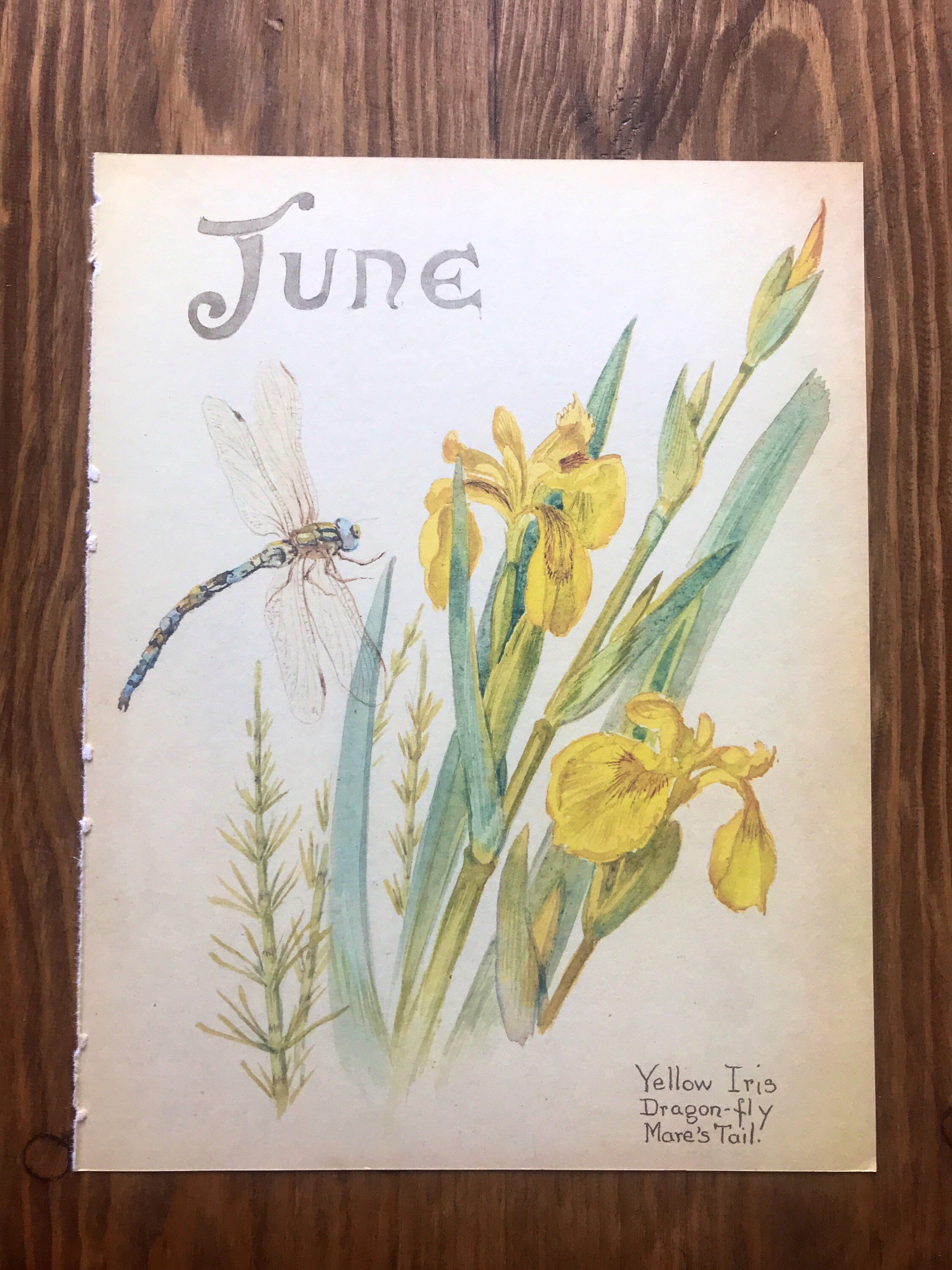 June Vintage Botanical Book Page Yellow Iris Dragonfly | Etsy