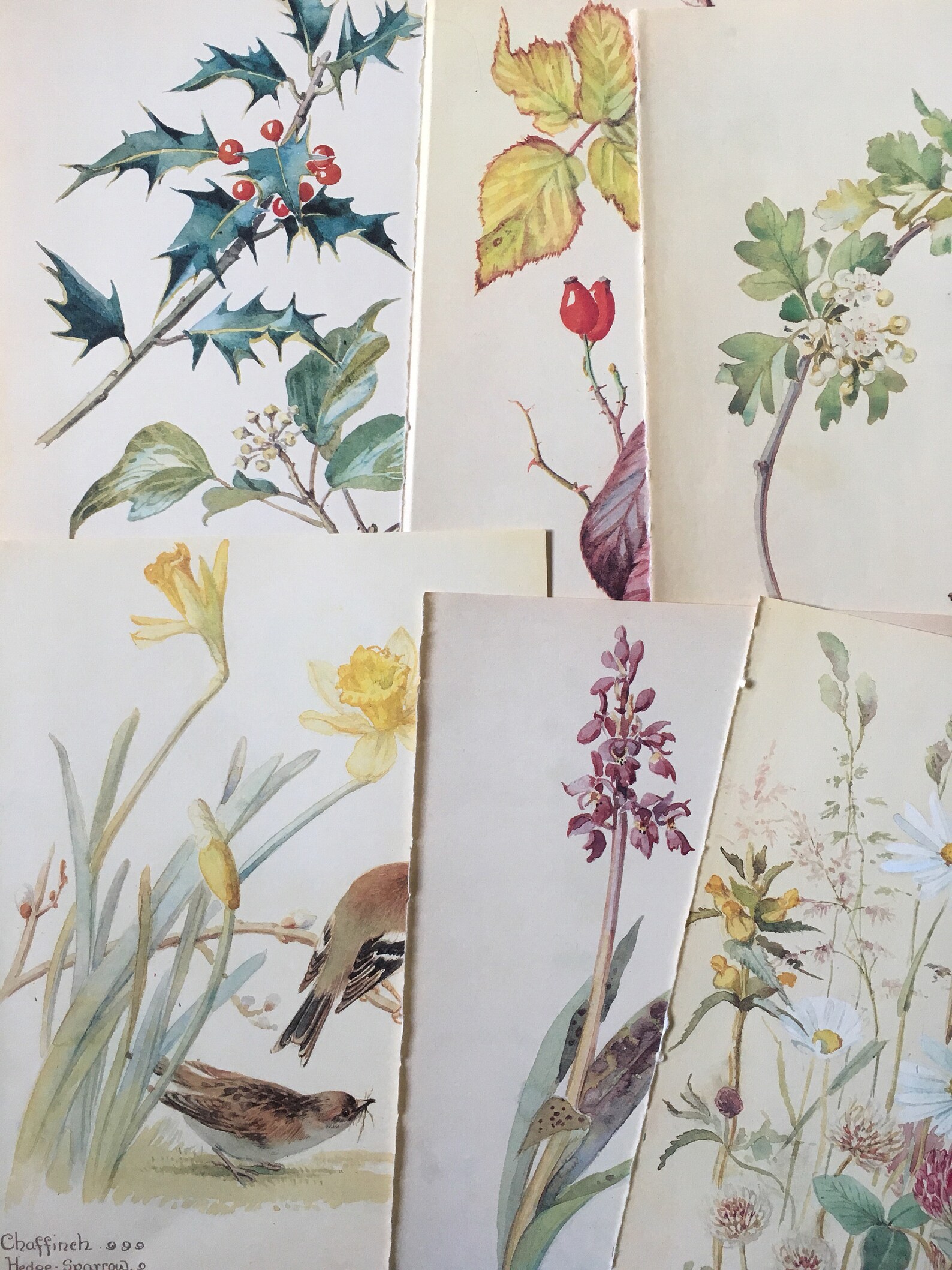 Nature Notes of an Edwardian Lady 5 Pages Cards | Etsy