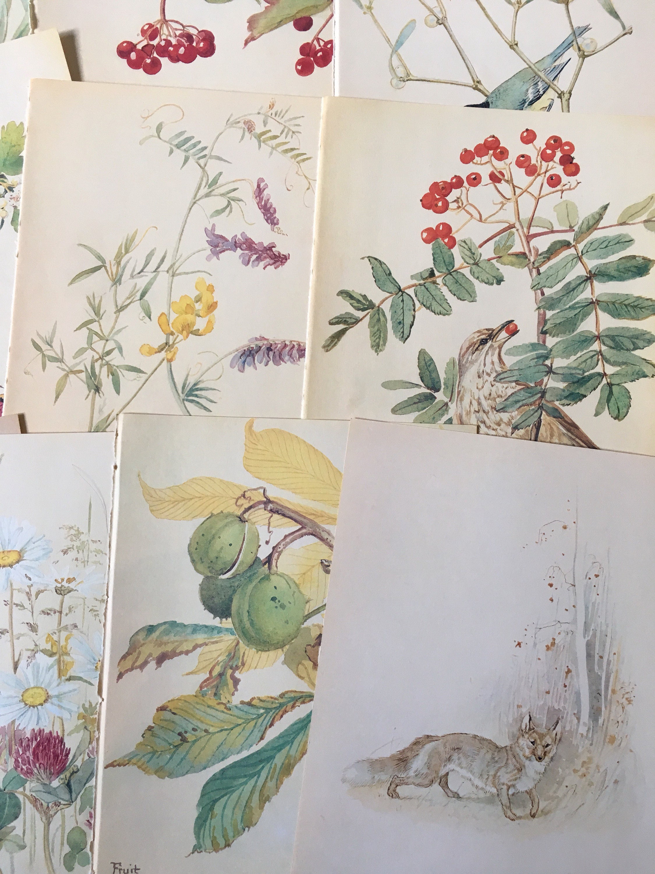 Nature Notes of an Edwardian Lady 5 Pages Cards | Etsy