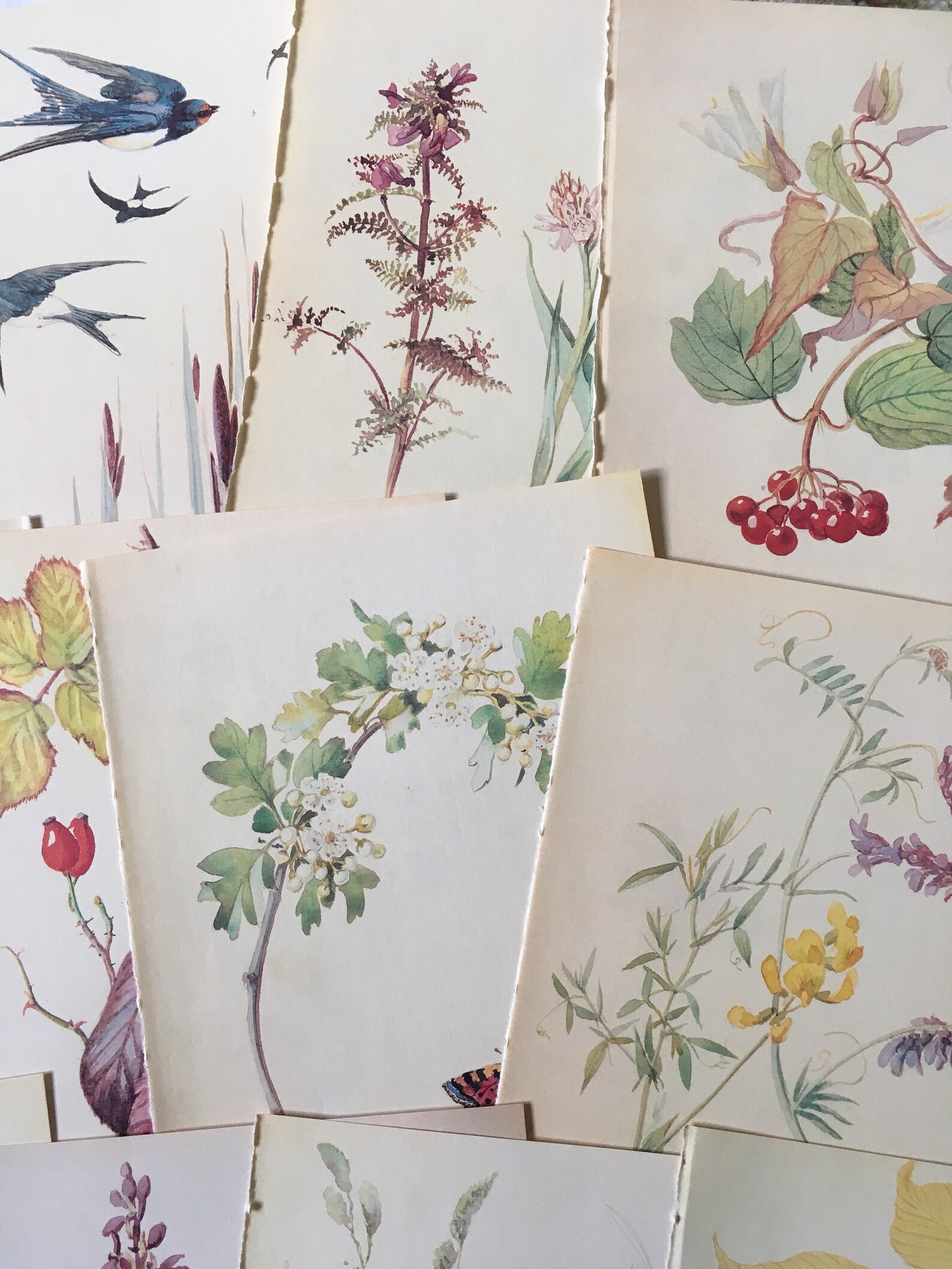 Nature Notes of an Edwardian Lady 5 Pages Cards | Etsy