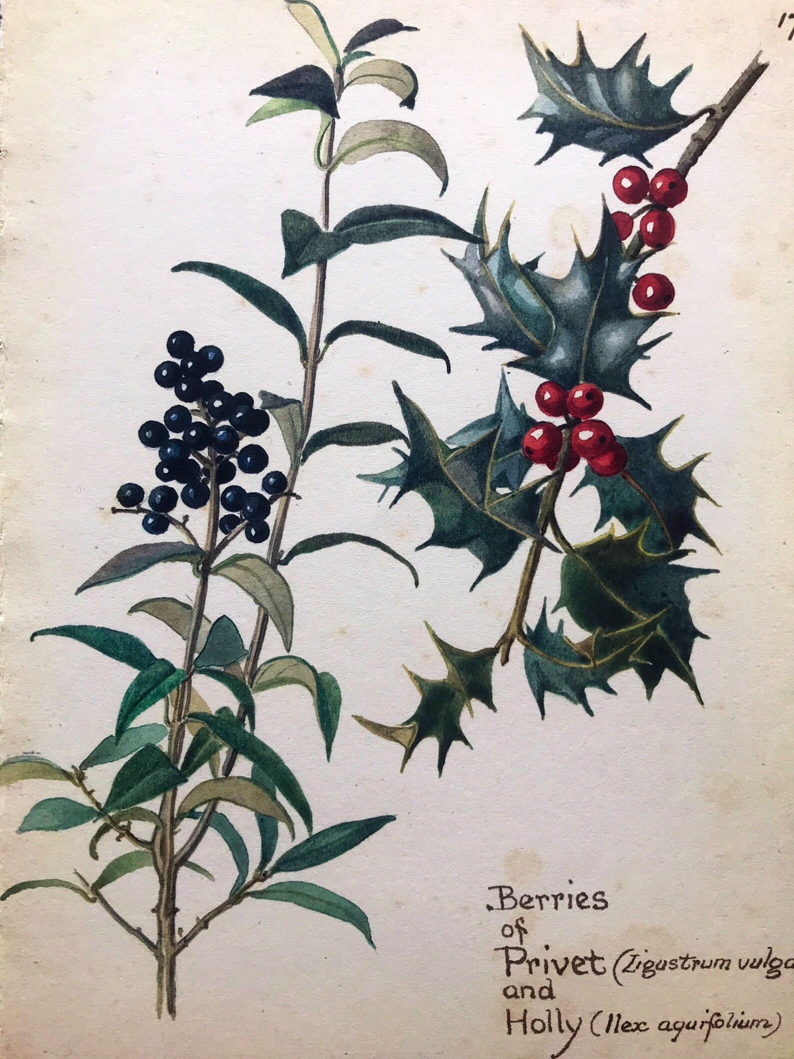 Berries Vintage Botanical Book Page Winter Holly | Etsy