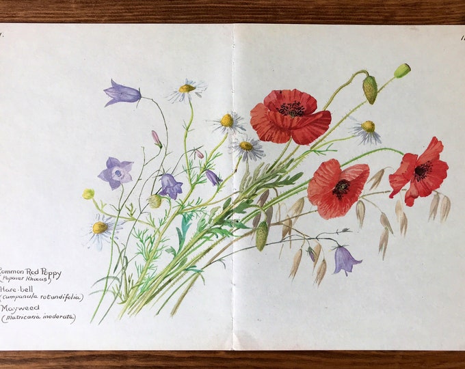 Common Red Poppy Vintage Botanical Book Page Harebell - Etsy