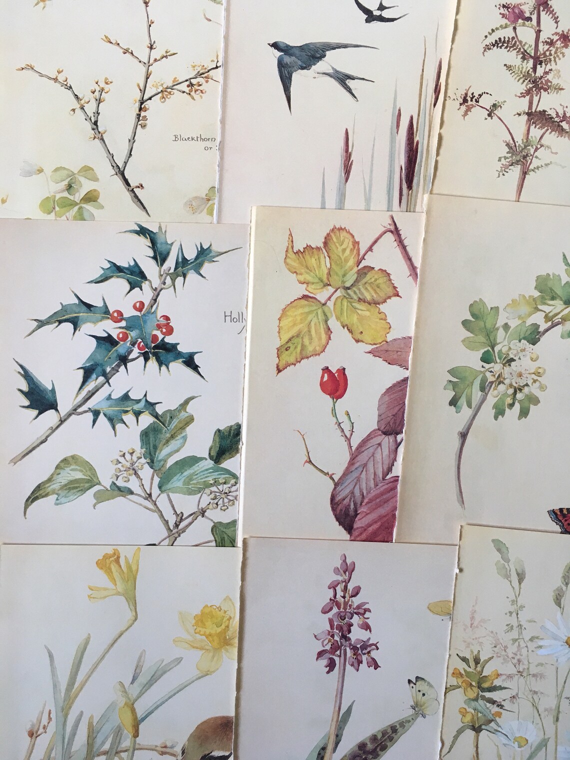 Nature Notes of an Edwardian Lady 5 Pages Cards | Etsy