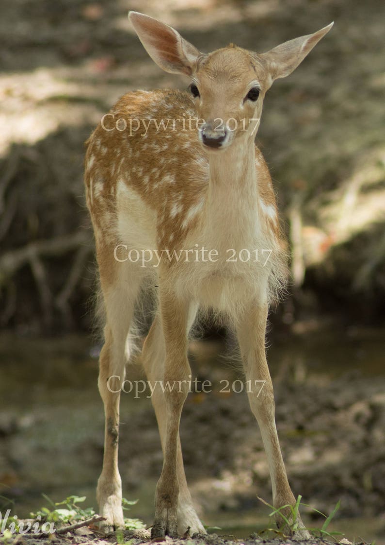Deer Baby Doe Overlay Transparent Background PNG (Instant Download) - Etsy