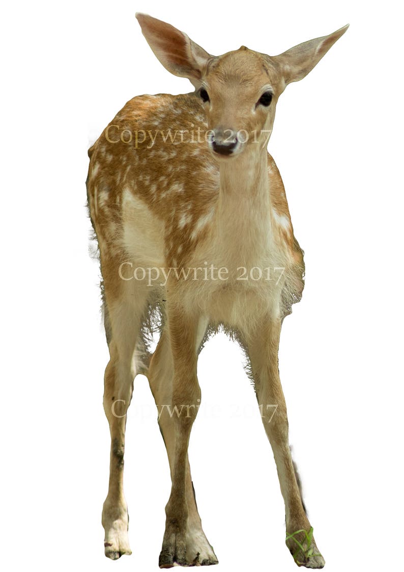 Deer Baby Doe Overlay Transparent Background PNG (Instant Download) - Etsy