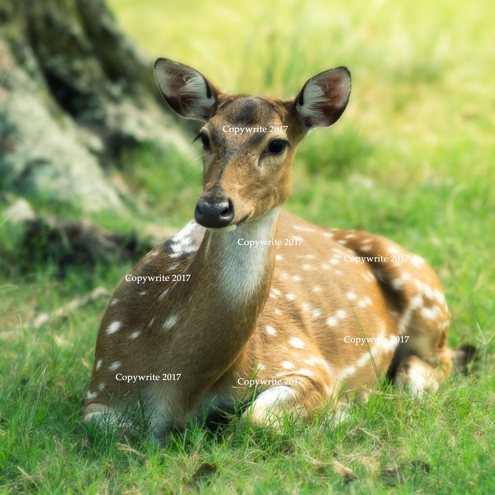 Ciervo bebé Doe superposición de fondo transparente PNG - Etsy España