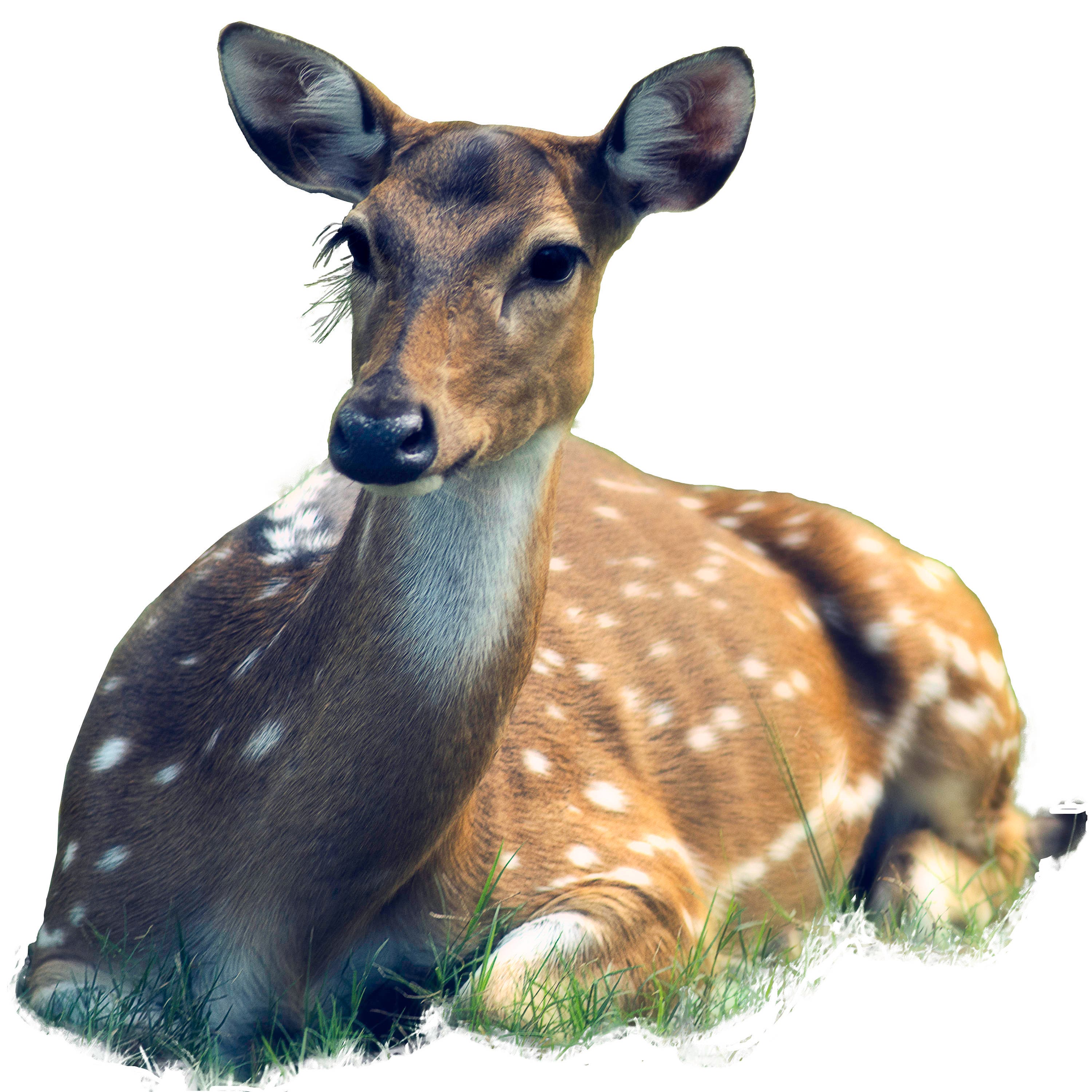 Deer Baby Doe Overlay Transparent Background PNG Photoshop Cut Out ...
