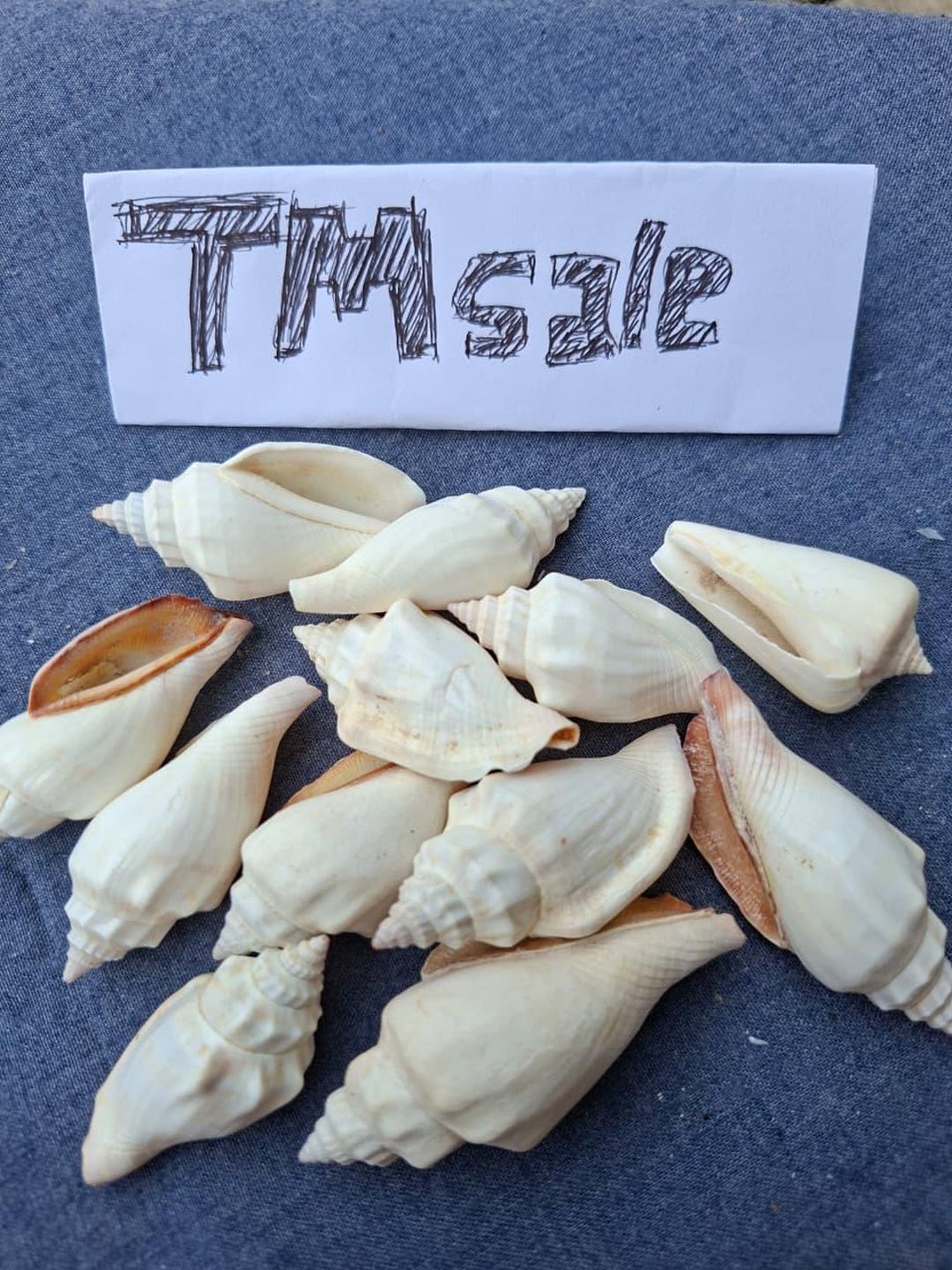 Natural Strombus Betatus Shells, Craft Supplies Wholesale 2 Inch - Etsy