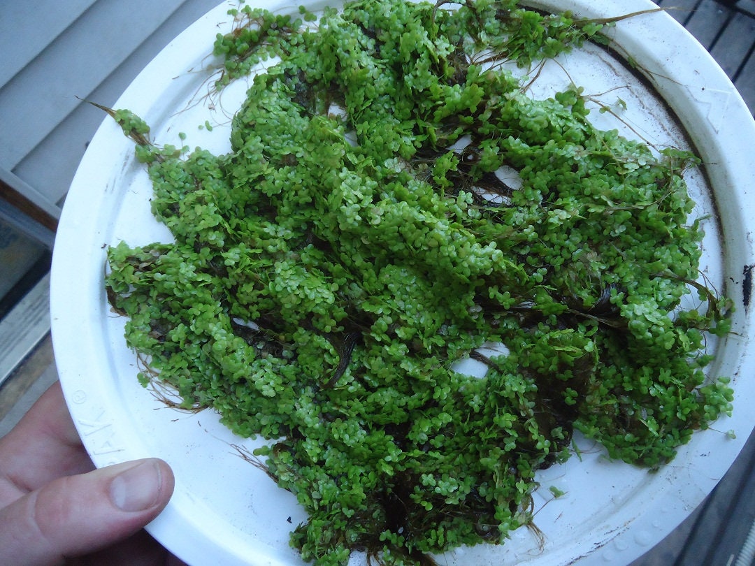 DUCKWEED 1/8 Cup Organic Fish Food - Etsy