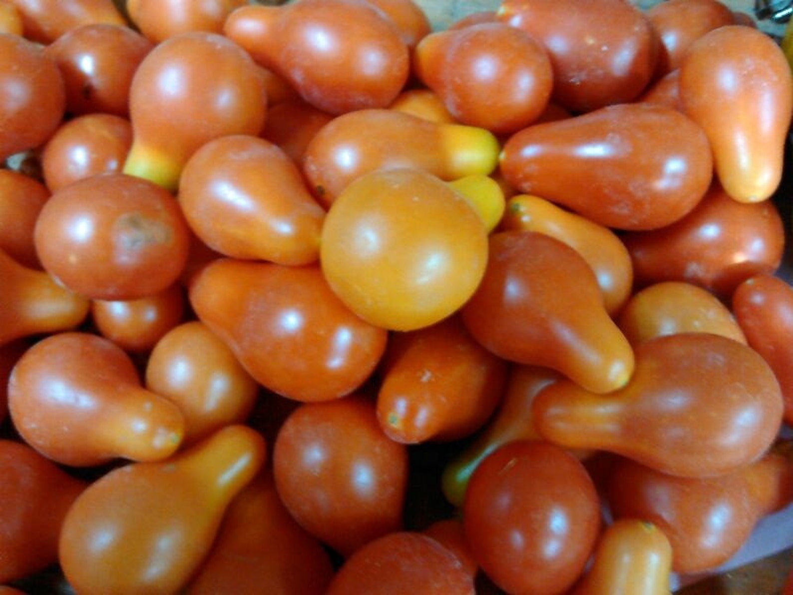 Red Pear Cherry Tomato HEIRLOOM 20 Seeds ORGANIC Seeds of - Etsy