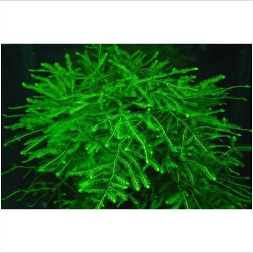 JAVA MOSS Live Aquarium Plant - Etsy