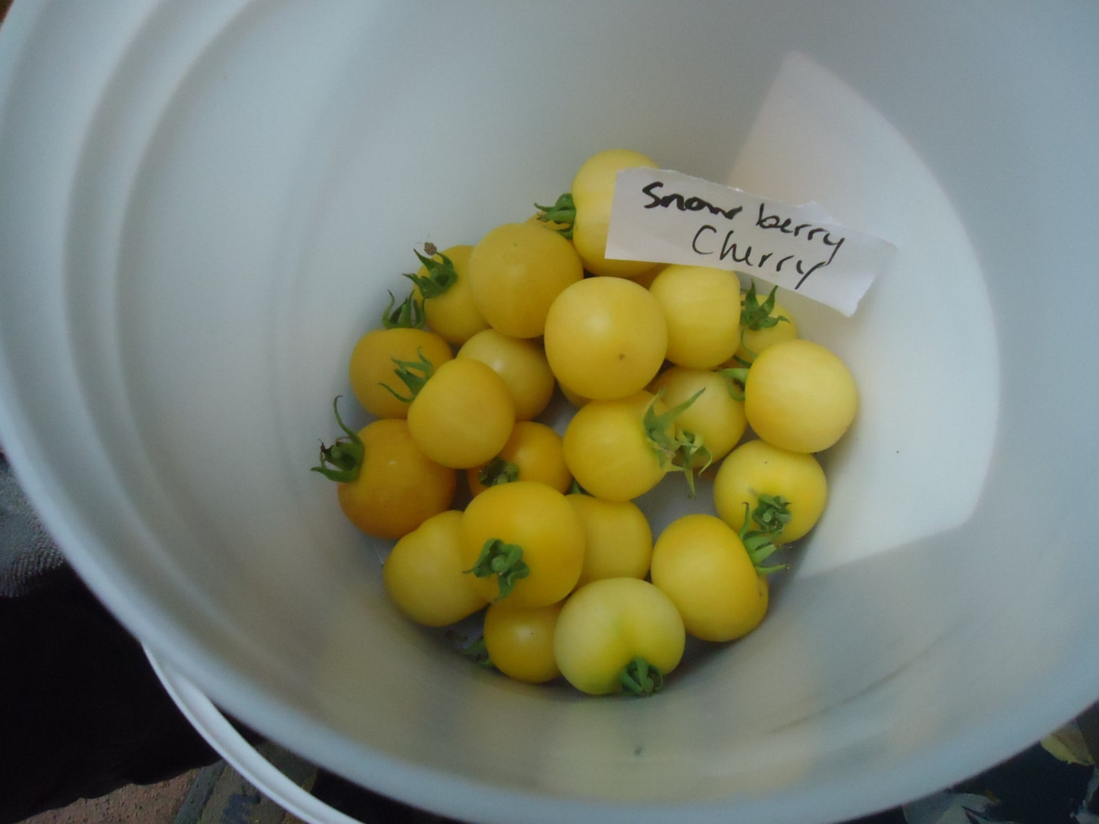 Snowberry Cherry Tomato 20 Seeds HEIRLOOM Seeds of Life - Etsy