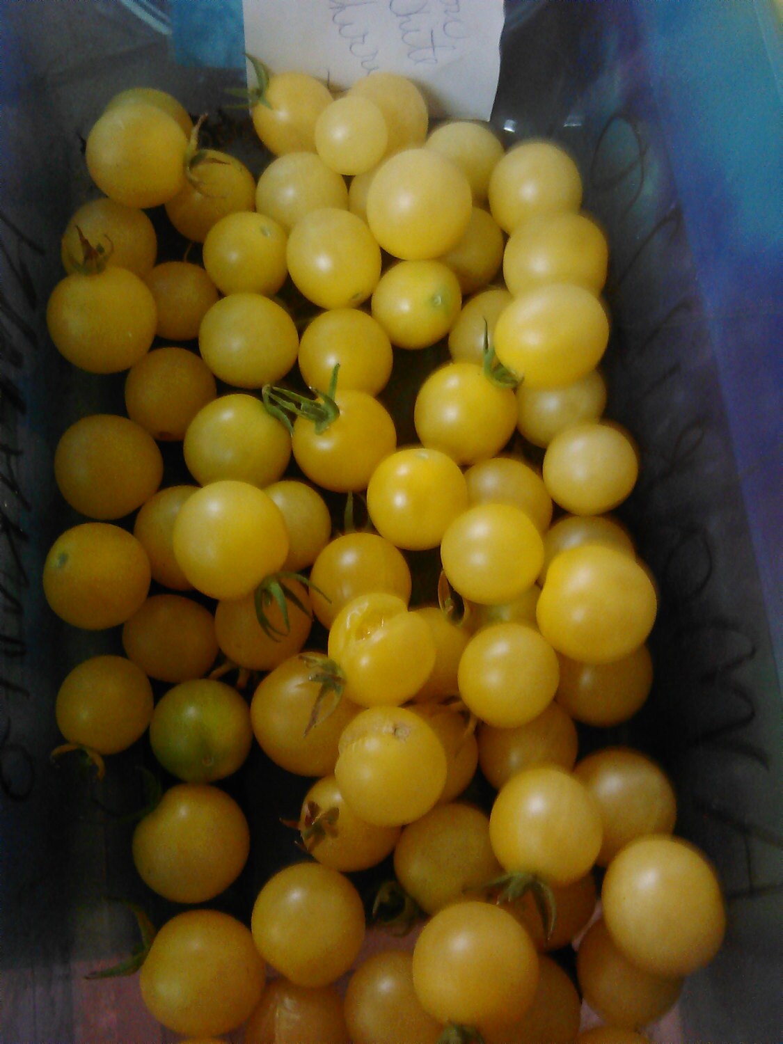 Snow White Cherry Tomato - Etsy