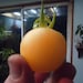 Snowberry Cherry Tomato 20 Seeds HEIRLOOM Seeds of Life - Etsy