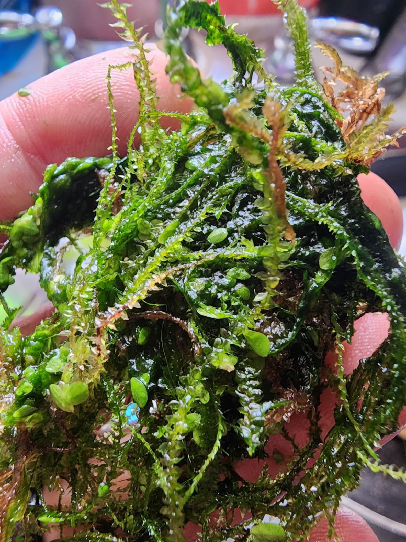JAVA MOSS Live Aquarium Plant - Etsy