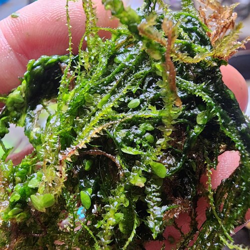 JAVA MOSS Live Aquarium Plant - Etsy