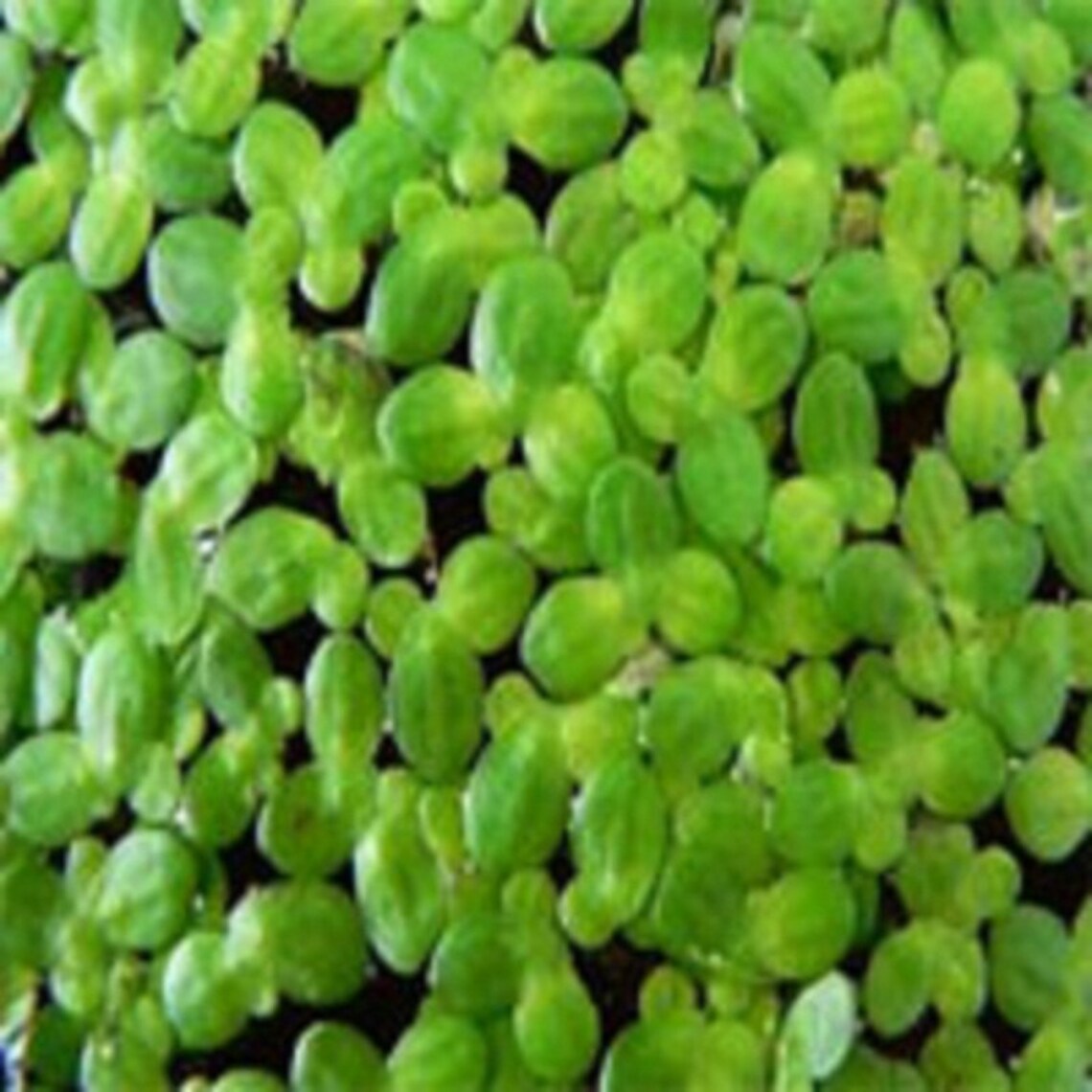 DUCKWEED 1/8 Cup Organic Fish Food - Etsy