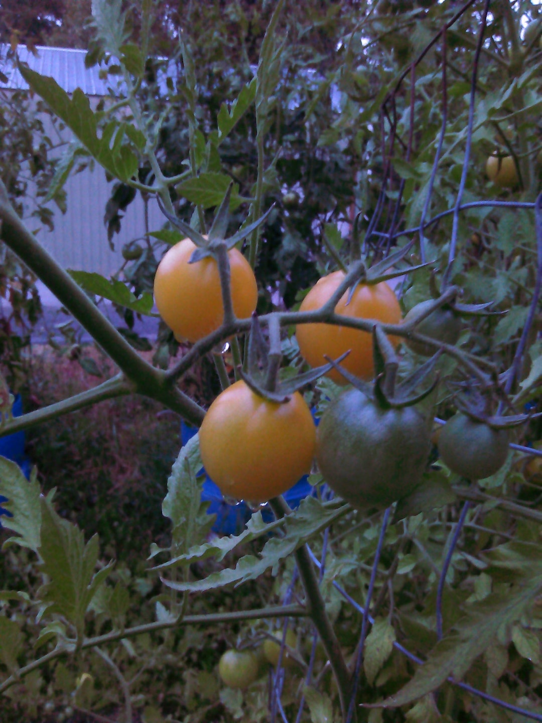 Snow White Cherry Tomato - Etsy