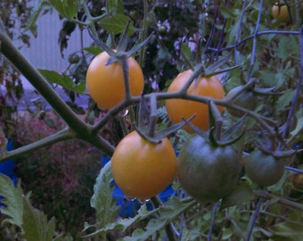 20 Snow White Cherry Tomato Seeds Organic Low Acidic Non GMO Seeds for ...