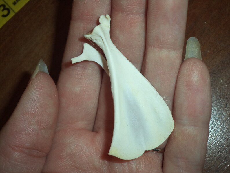 Rabbit Scapula/Shoulder Blade 5 pieces For Crafts and Jewelry | Etsy