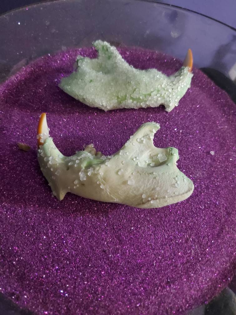 Beaver Teeth for sale | Only 2 left at -75%