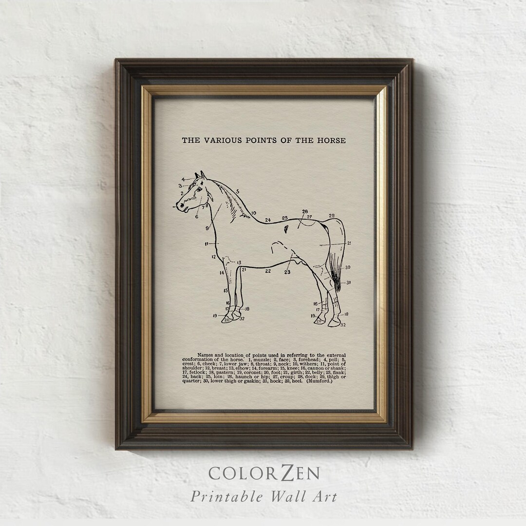 Vintage Horse Anatomy Print: Equestrian Art, Animal Diagram Wall Art ...