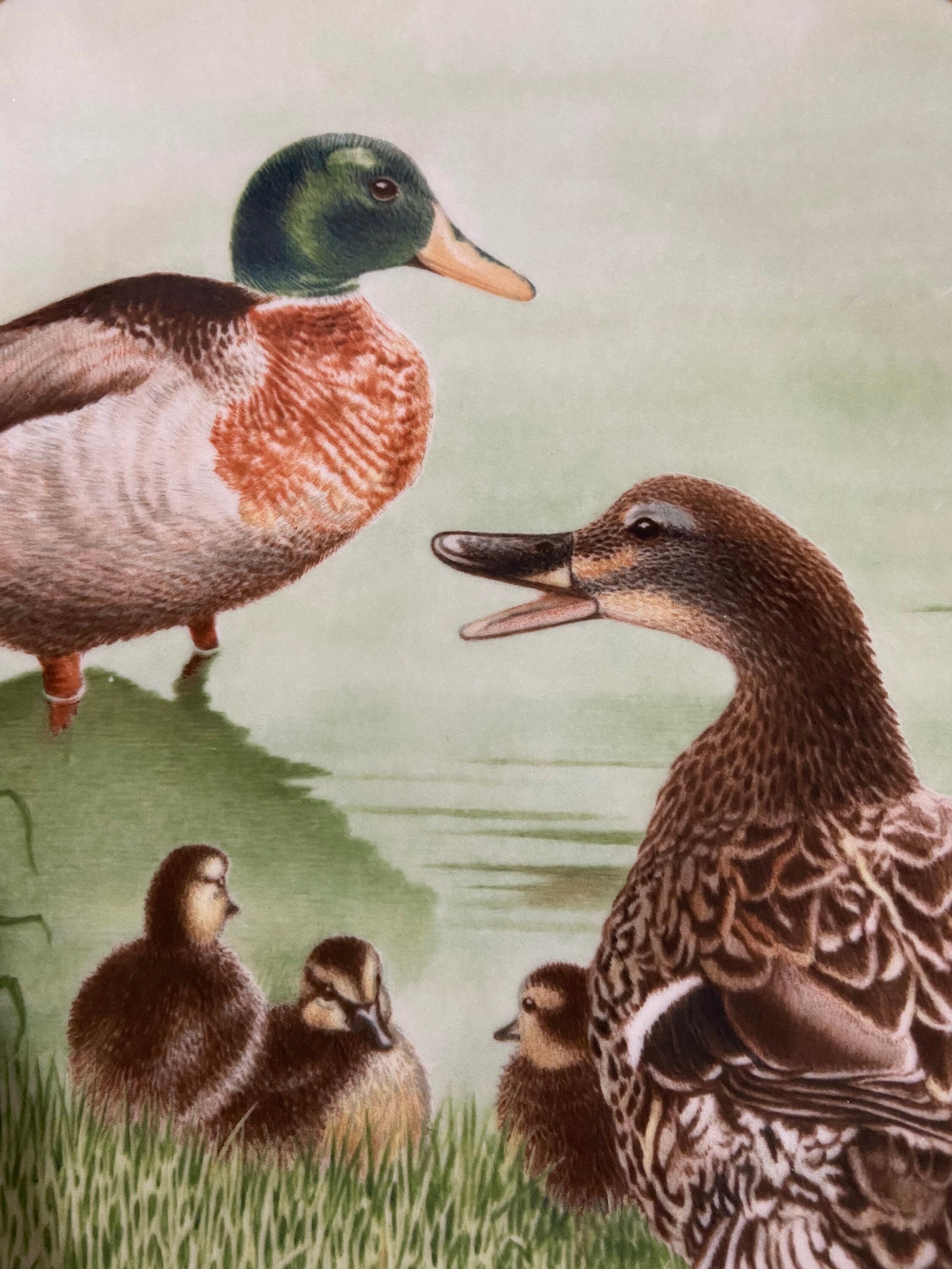 12 Waterbird Plates by Eric Tenney- Bavarian Porcelain West Germany ...