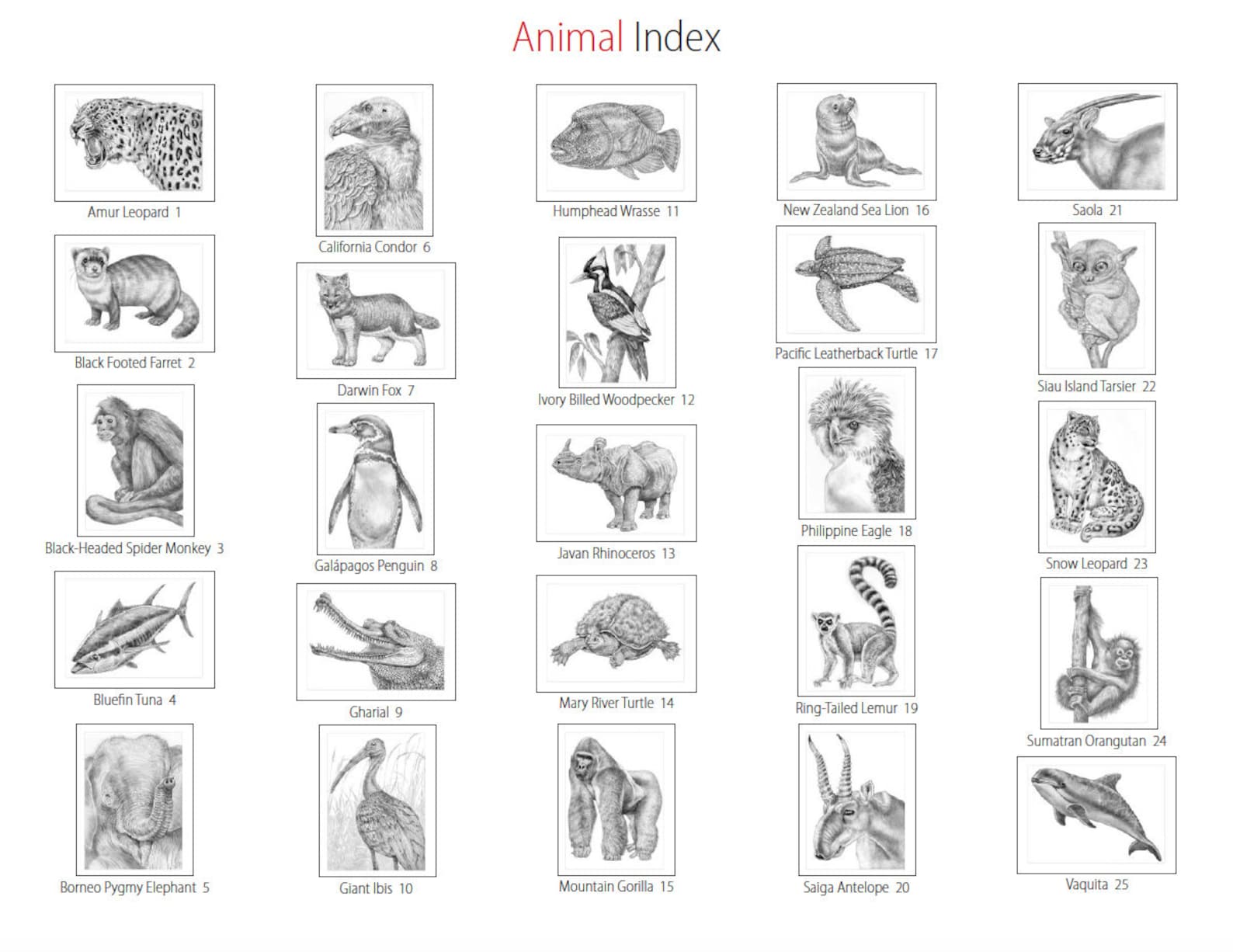 Detailed Animal Sketches Endangered Species. A Coloring - Etsy