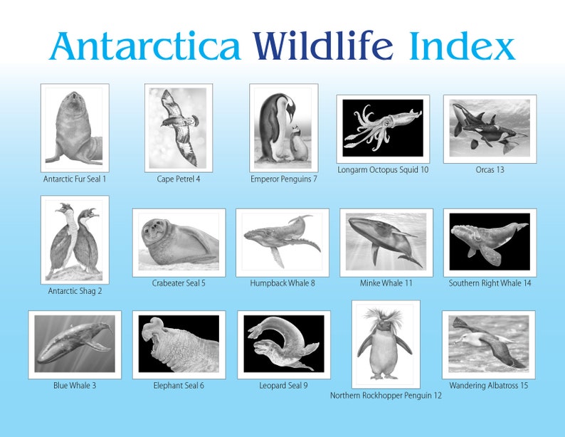 Antarctica Wildlife. Digital Download Coloring Book by Tim Jeffs - Etsy