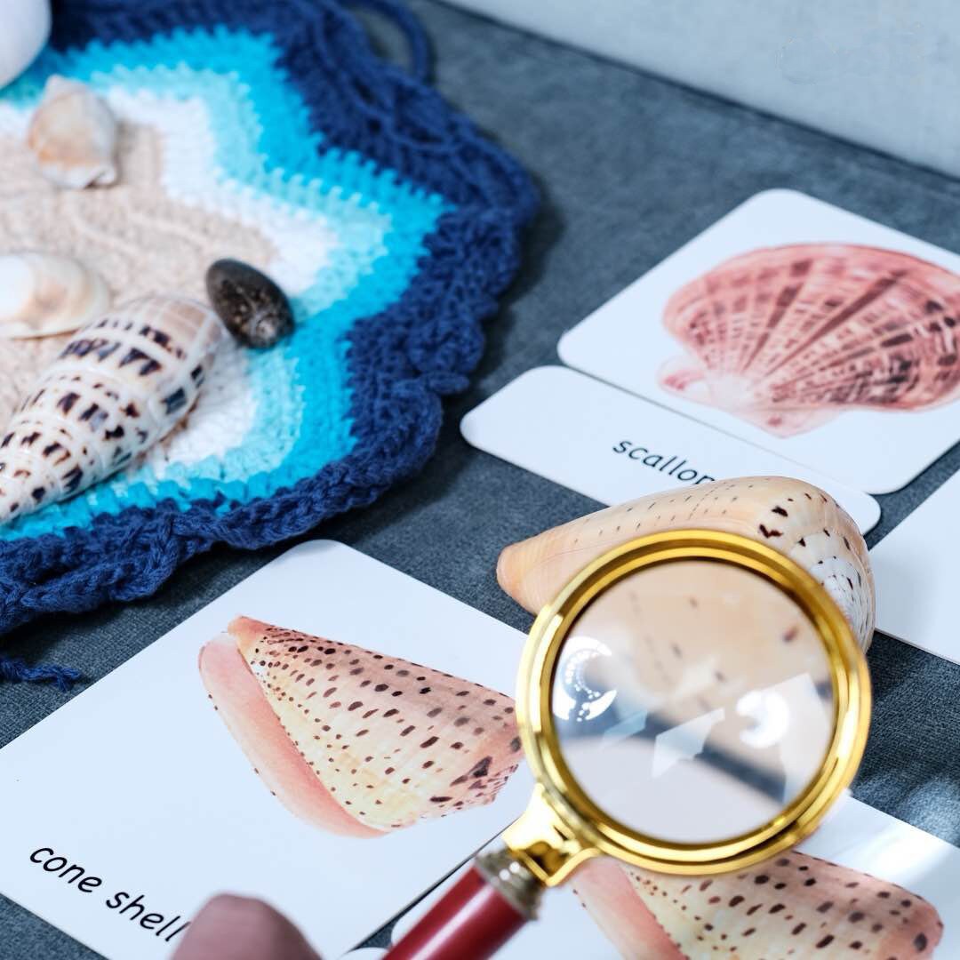 Seashells Learning Pack With Sea-themed Play Mat Montessori Objects and ...