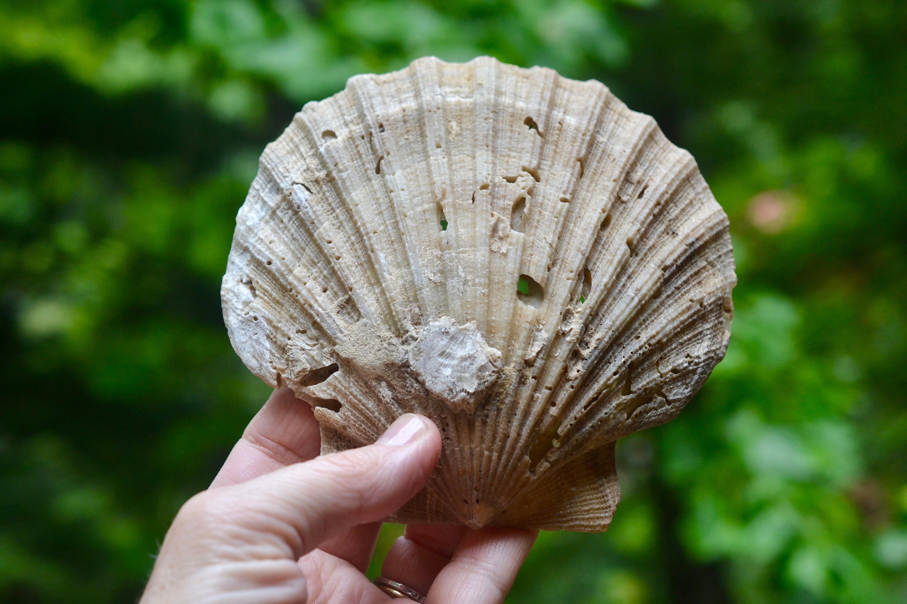 Large Fossilized Scallop Shell, Chesapeake Bay Fossil Scallop Shell ...