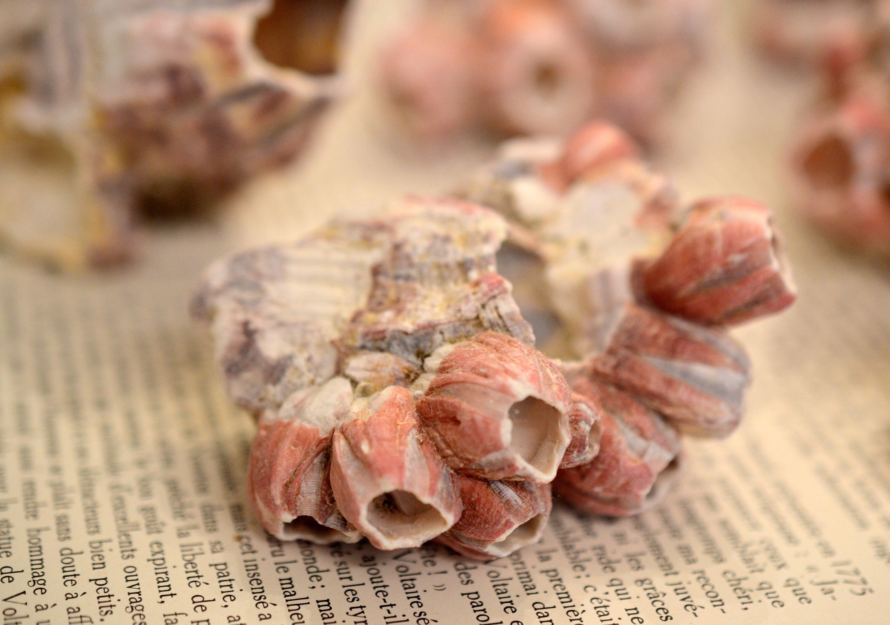 Collection of Pink Acorn Barnacles Seashore Decor Pink | Etsy