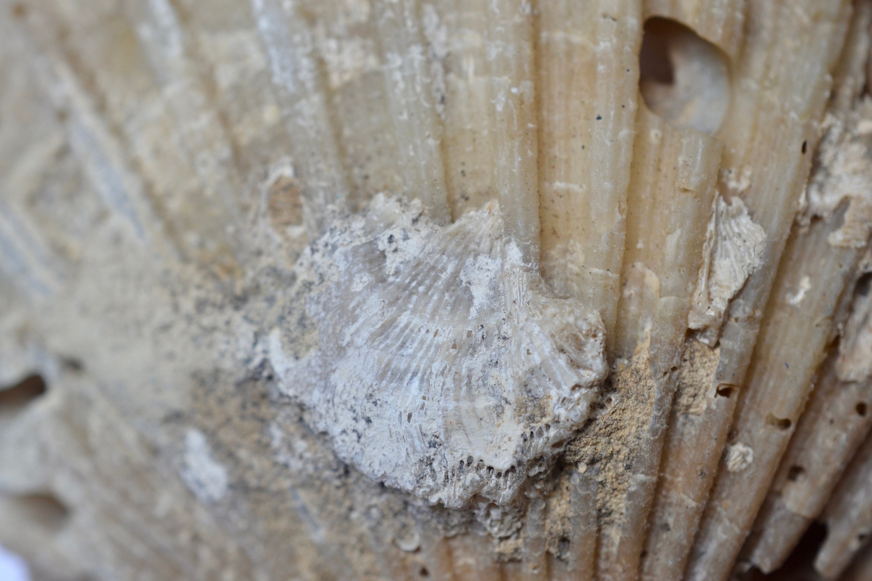 Large Fossilized Scallop Shell, Chesapeake Bay Fossil Scallop Shell ...