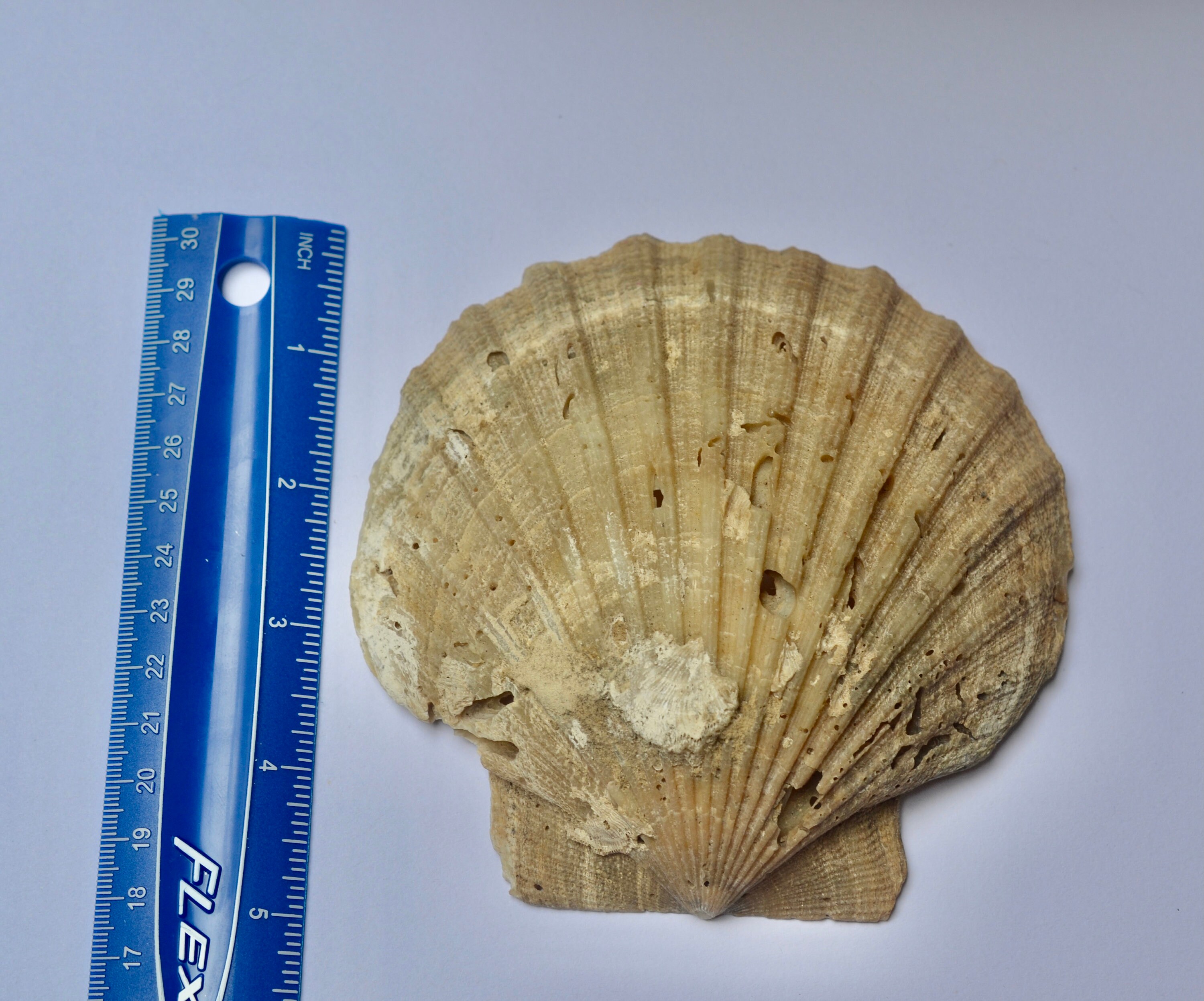 Large Fossilized Scallop Shell, Chesapeake Bay Fossil Scallop Shell ...